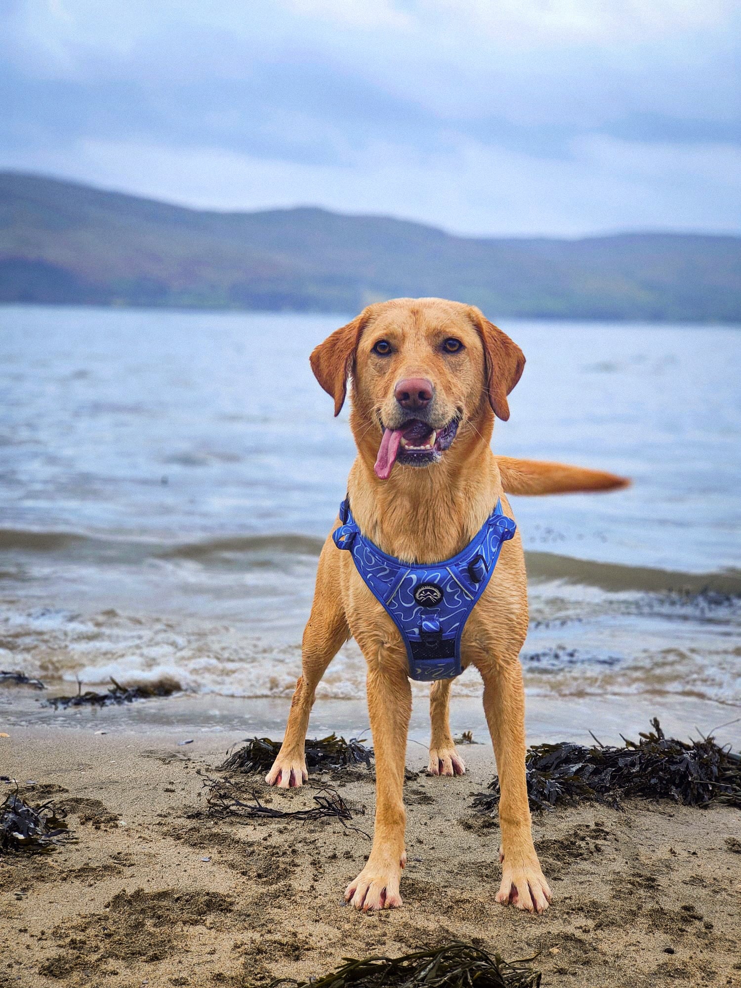 Dog Harnesses – Apparel By Unleashed