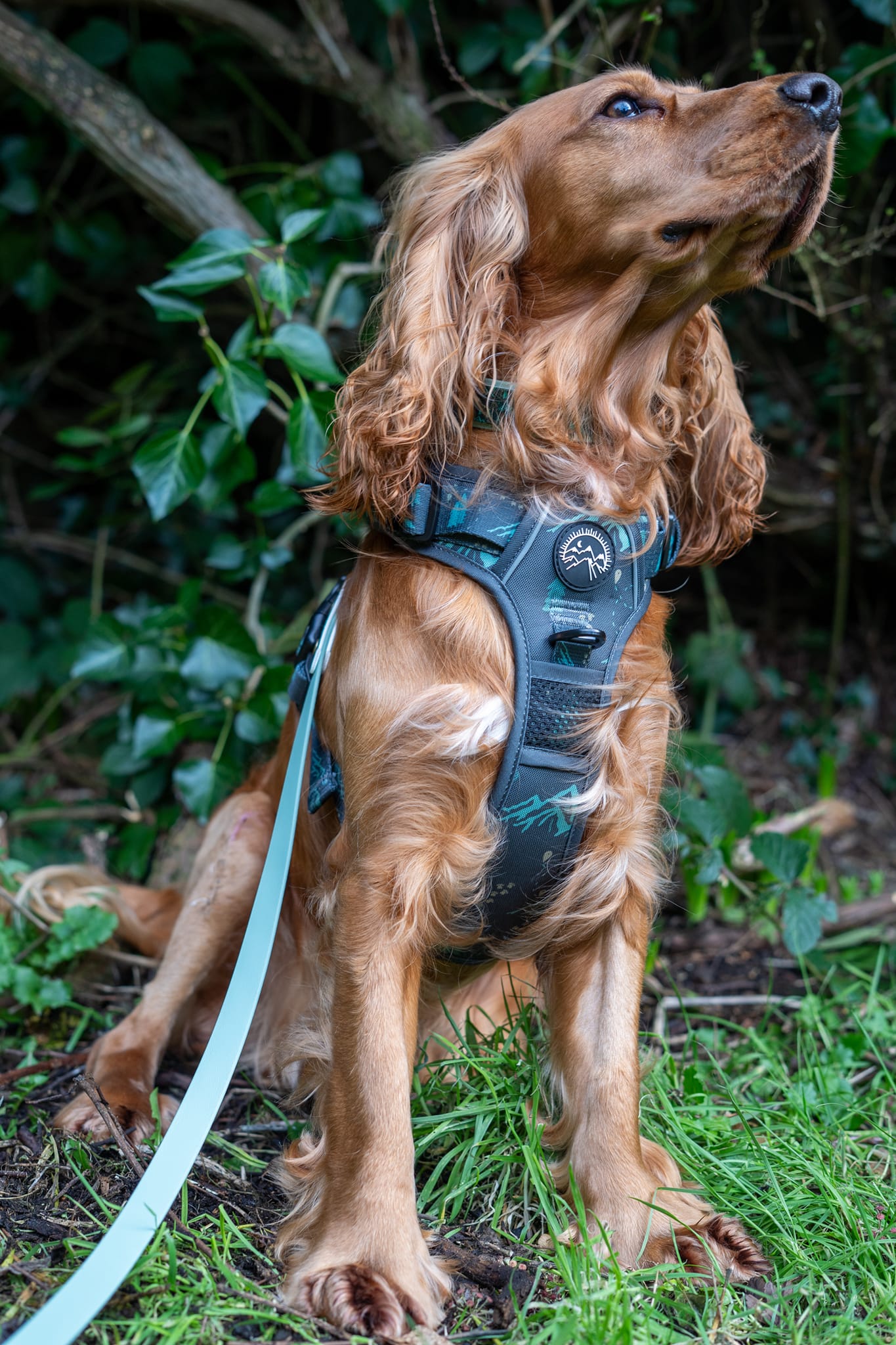 Go Wilder Adventure Dog Harness – Apparel By Unleashed